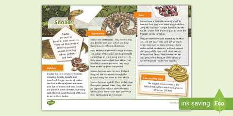Snakes Word Search