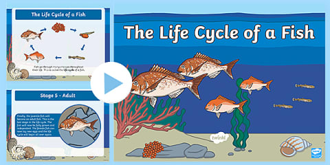 Fish Life Cycle