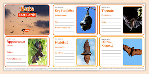 Bat Facts Display Posters