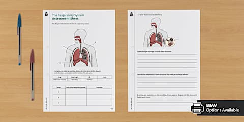 The Respiratory System Knowledge Organiser