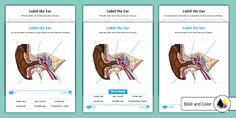 Colour by Parts of the Ear Worksheet