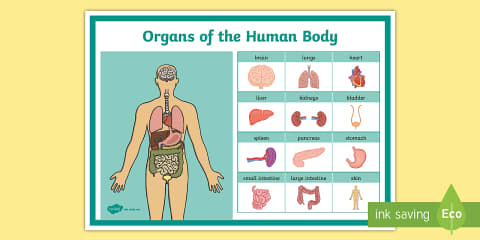 Human Body Organs Display Posters