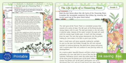 Life Cycle of Plants Differentiated Comprehension Activity