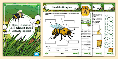 All About Bees Fact File Writing Template