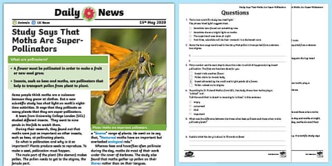 Moths Are Super-Pollinators, Says Study Daily News Story (ages 7-9)