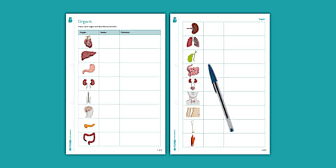 Organs of the Human Body Matching Cards