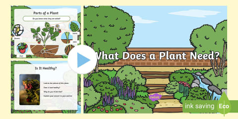 What Do Plants Need? Worksheet