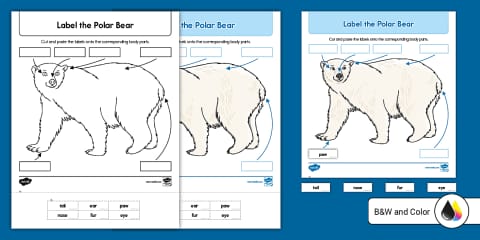 Describe the Polar Bear Worksheet