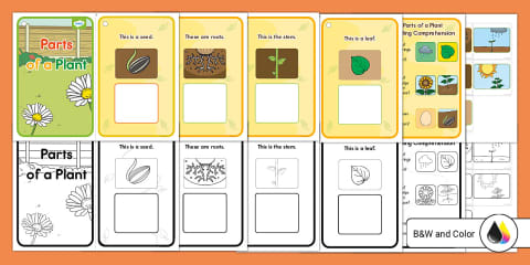 Colour by Parts of the Parrot Worksheet