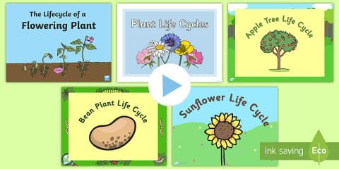 The Life Cycle of a Flowering Plant PowerPoint