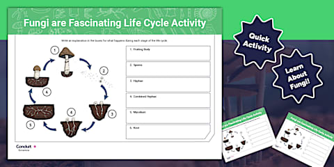 Fungi Life Cycle Poster