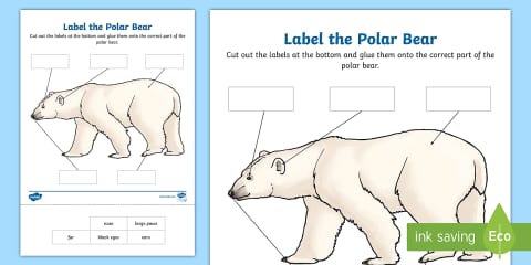 KS2 Adaptations of a Polar Bear