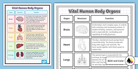 Human Organs Fact File Pack - KS2