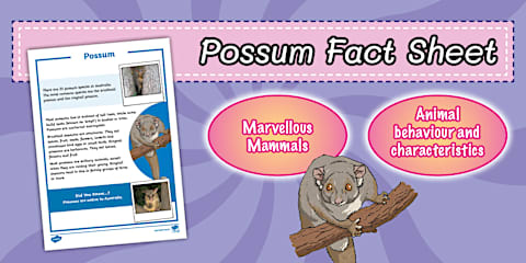 Bilbies Fact Sheet