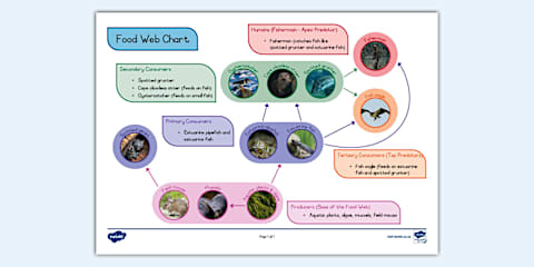 Kelp Forest Food Web Cut and Stick