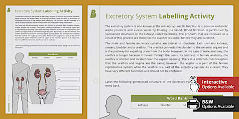 Systems in the Human Body: Excretory System PowerPoint