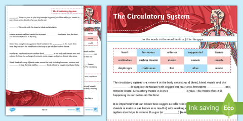 Hands-on Circulatory System: Label the Circulatory System Lab Station ...
