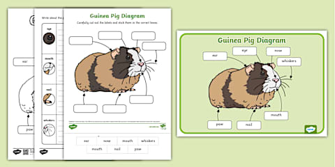 Paper Guinea Pig Craft Template Activity