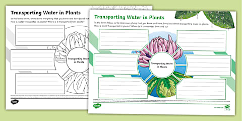 Plants and Water Differentiated Worksheets