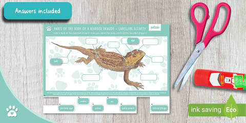 Parts of the Body of a Gerbil - Gerbil Anatomy Poster - Pets