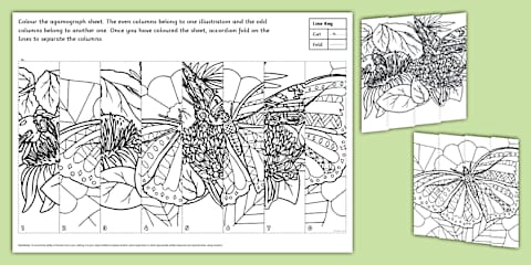 Cut and Stick: Butterfly Life Stages Sequencing Worksheet