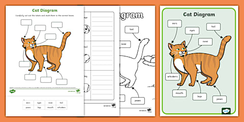 Parts of the Body of a Cat - Labelling Activity