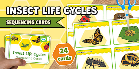 Cut and Stick: Butterfly Life Stages Sequencing Worksheet