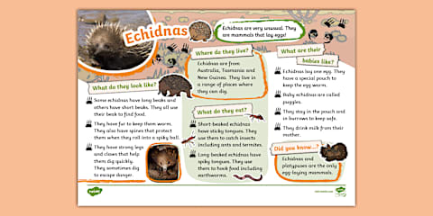 KS1 Thorny Devil Fact File