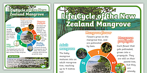Mangrove Habitat Triarama Worksheets