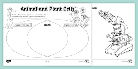 Animal and Plant Cells Comparison Mind Map