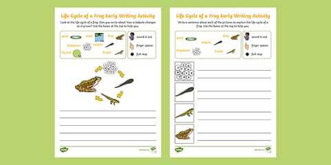 Newt Life Cycle Cut and Stick Activity