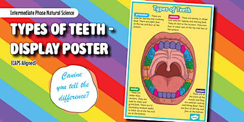Preschool: Teeth and the Dentist: Different Types of Teeth Poster