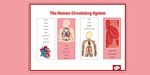 Circulatory System Flowchart Display Poster and Worksheet Pack