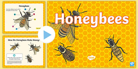 Bee Presentation for Kindergarten Students | Twinkl USA