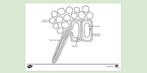 Parts of a Plant Labelling Worksheet | Beyond Science