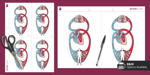 Circulatory System Display Poster