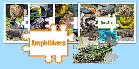 Animal Groups Display Banner