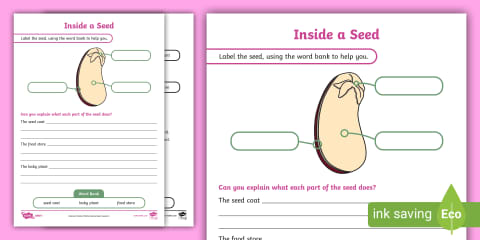 Parts of a Seed Cut and Paste Worksheet for K-2nd Grade