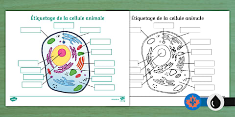 The Difference Between Animal and Plant Cells French