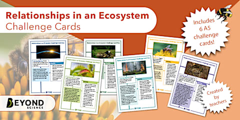 Ecosystems Poster Bundle