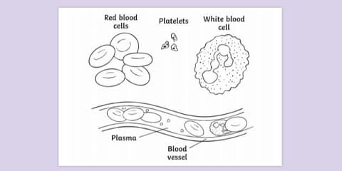 Y6 Types of Blood Cells Game