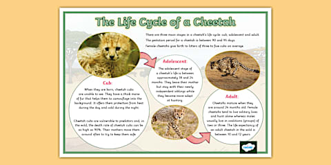 Life Cycles Photo Display Banner