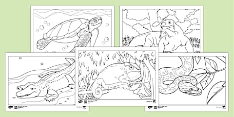 Motorcycle Colouring Pages | OSHC Resources | Twinkl