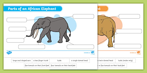Comparing African and Asian Elephants Discussion Prompt Poster
