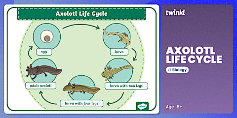 Newt Life Cycle Cut and Stick Activity
