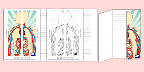 KS2 Circulatory System Interactive Labelling Activity