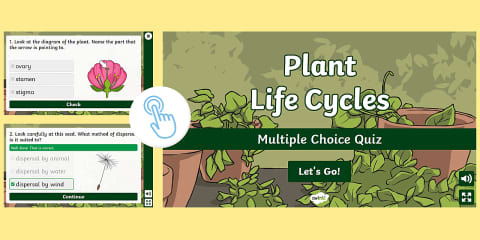 Life Cycle of a Plant Paper Quiz
