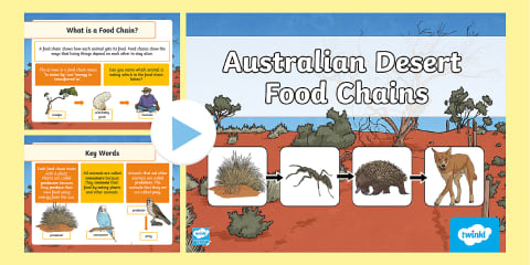 Food Chains and Food Webs PowerPoint