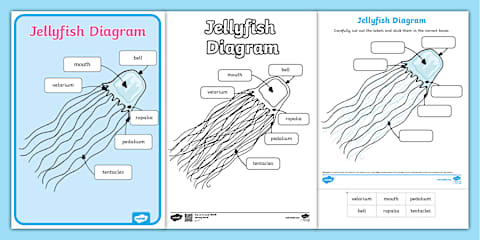 Label the Jellyfish Differentiated Worksheet for K-2nd Grade