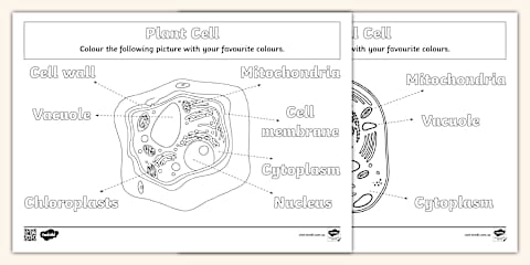Animal and Plant Cell Labelling Worksheet